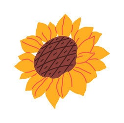 Sunflower flower head Royalty Free Vector Image