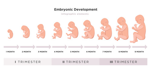 Embryo development month by month infographic Vector Image