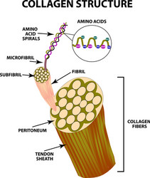 With collagen structure Royalty Free Vector Image