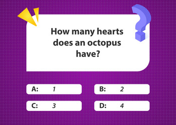 Template with a question and the correct answer Vector Image