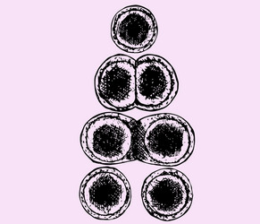 Cell Division Vector Images (over 1,400)