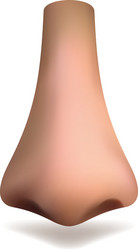 Nose Royalty Free Vector Image - VectorStock