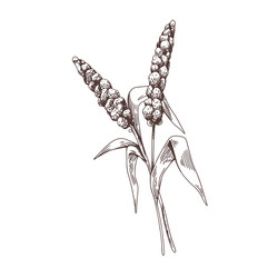 Millet Drawing Vector Images (over 210)