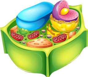 Plant Cell Clipart