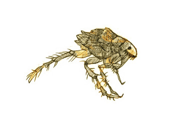 Flea Vector Images (over 6,400)