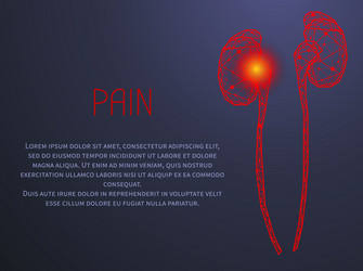 Polygonal human kidneys made of red lines and dots