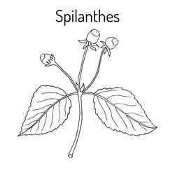 Drawing acmella oleracea plant Royalty Free Vector Image