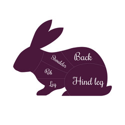 Diagram showing body part rabbit Royalty Free Vector Image