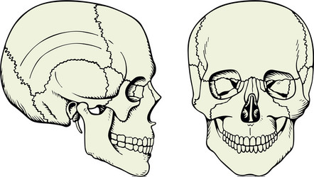 Cranium Vector Images (over 5,600)