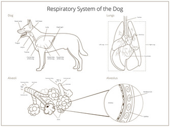 Respiratory System of the Dog Vector Images (54)