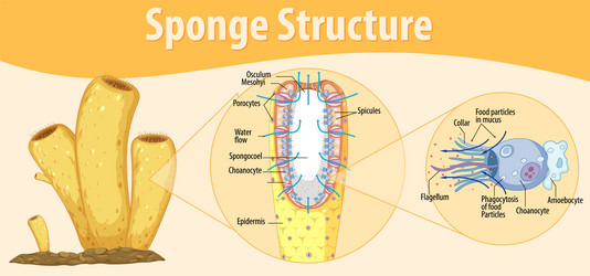 Diagram showing structure of sponge Royalty Free Vector