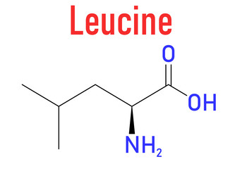 Leucine amino acid molecule skeletal formula Vector Image