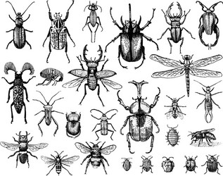 100 insects Royalty Free Vector Image - VectorStock