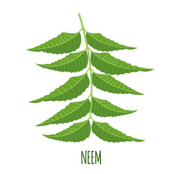 Neem Vector Images (over 480)