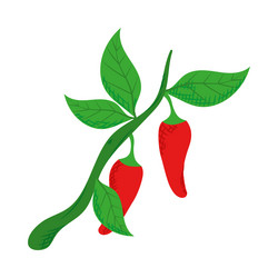 Chilli Plant Vector Images (over 5,600)