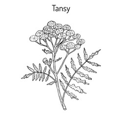 Drawing flower of tansy Royalty Free Vector Image
