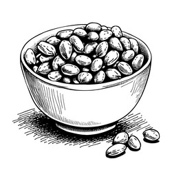 Soybean Soya Drawing Vector Images (over 250)