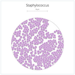 Staphylococcus Aureus Vector Images (over 850)