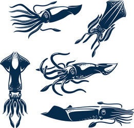 Squid Fish Vector Images (over 10,000)