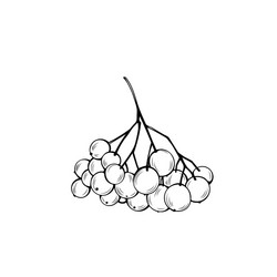 Coloring book for children rowan Royalty Free Vector Image