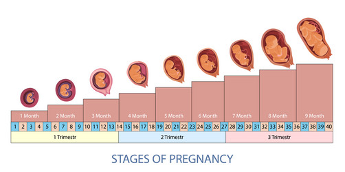 Fetal Development Timeline Chart