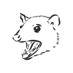 Possum pretending dead sketch Royalty Free Vector Image