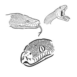 Black and white sketch a snake python Royalty Free Vector