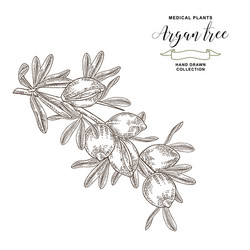 Argan tree argania spinosa branch with wooden Vector Image