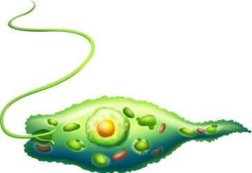 Protist Clipart