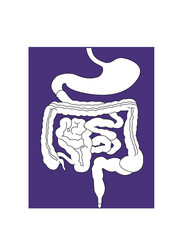 Pancreas gastrointestinal tract education diagram Vector Image