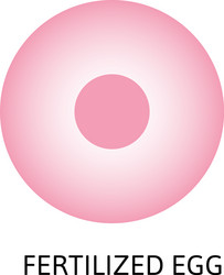 Human embryonic development or Royalty Free Vector Image