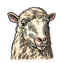 Sheep Head Illustration