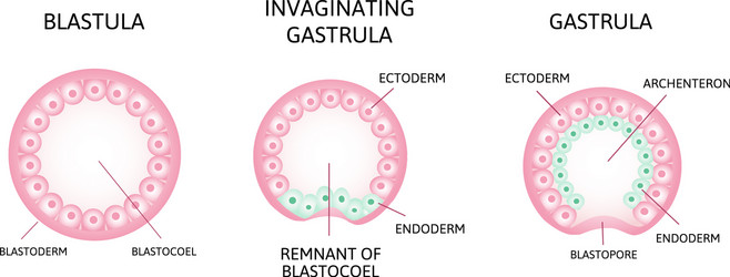 Process gastrulation remnant blastocoel Royalty Free Vector