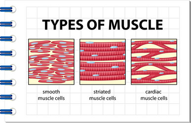 Types muscle cell diagram Royalty Free Vector Image
