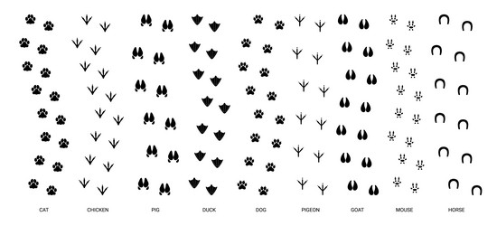 Mouse Footprint