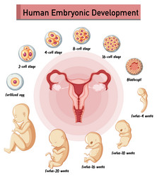 Showing stages in human embryonic development Vector Image