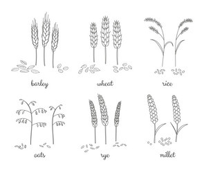Millet Drawing Vector Images (over 220)