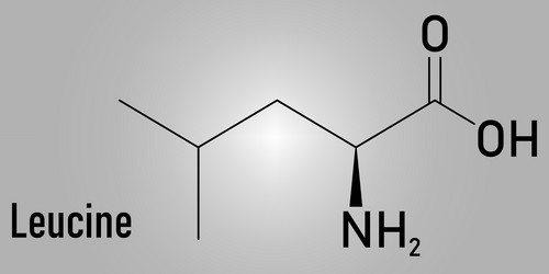 Leucine amino acid molecule skeletal formula Vector Image