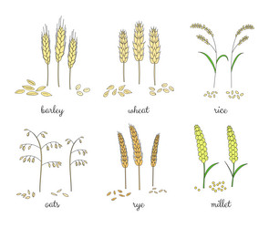 Millet Drawing Vector Images (over 190)