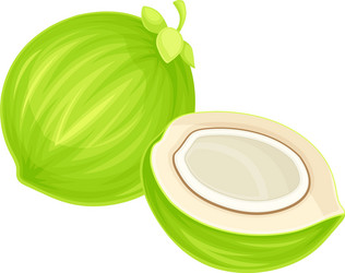 Palm Kernel Vector Images (over 110)