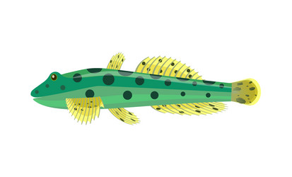 Goby Fish Vector Images (52)