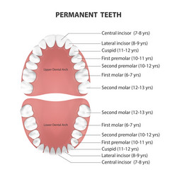 3d realistic teeth upper and lower adult Vector Image