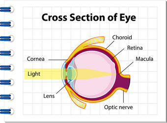 Diagram human eye anatomy with label Royalty Free Vector