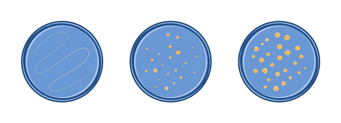 Growth bacteria colonies in petri dish Royalty Free Vector
