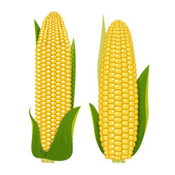 Corn design Royalty Free Vector Image - VectorStock