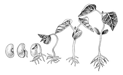 Stages of bean seed germination Royalty Free Vector Image