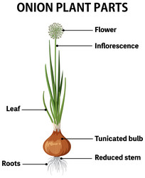 Diagram showing onion life cycle Royalty Free Vector Image