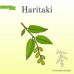 Terminalia Chebula Vector Images (15)