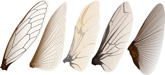 Insect wings Royalty Free Vector Image - VectorStock