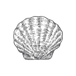 Hand drawn open scallop shell Royalty Free Vector Image